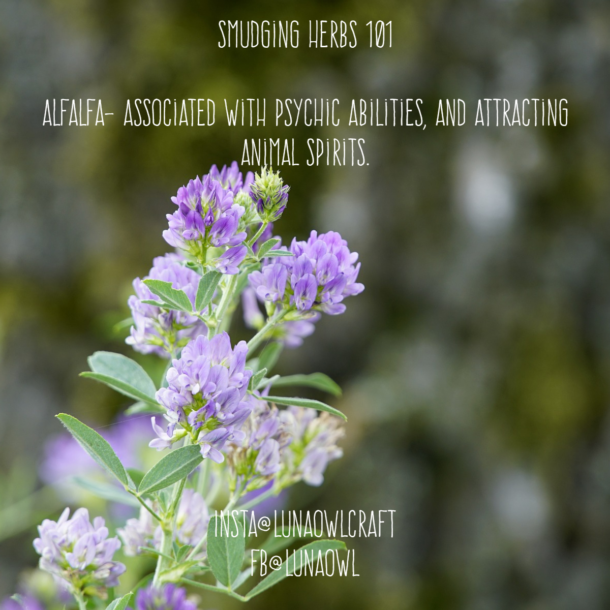Smudging/Cleansing plants and herbs 101 – LunaOwl : The Unconventional ...