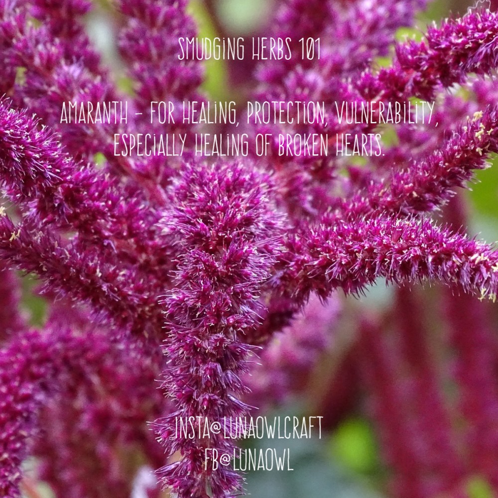 Smudging/Cleansing plants and herbs 101 – LunaOwl