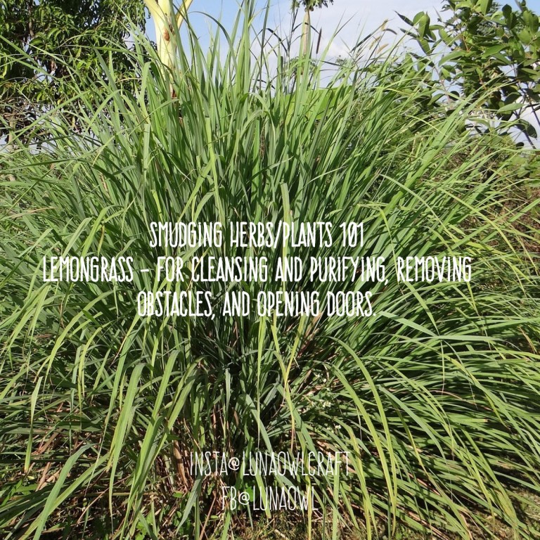 Smudging/Cleansing plants and herbs 101 – LunaOwl : The Unconventional ...