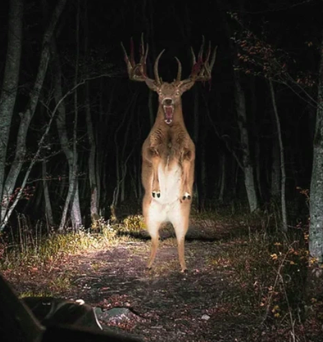🫖 Tea & Mystery: Appalachian Lore & The Not-a-Deer – LunaOwl : The ...