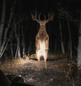 🫖 Tea & Mystery: Appalachian Lore & The Not-a-Deer – LunaOwl : The ...